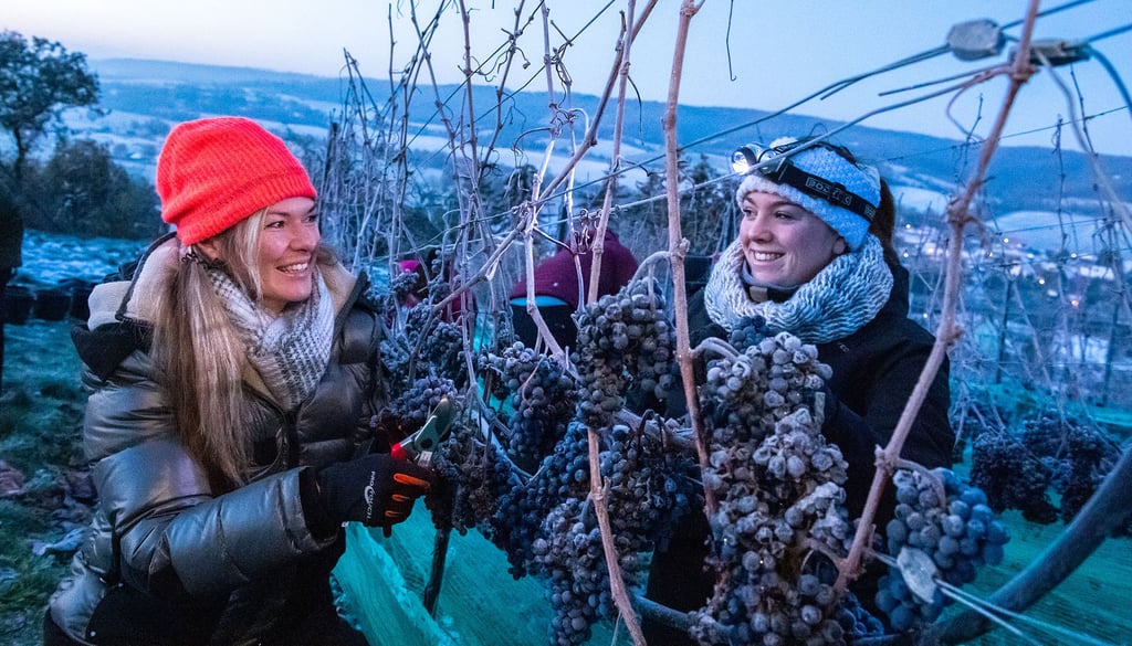 So zeitig wie nie: Der aus dem Frost kam - erfolgreiche Eisweinlese an ...