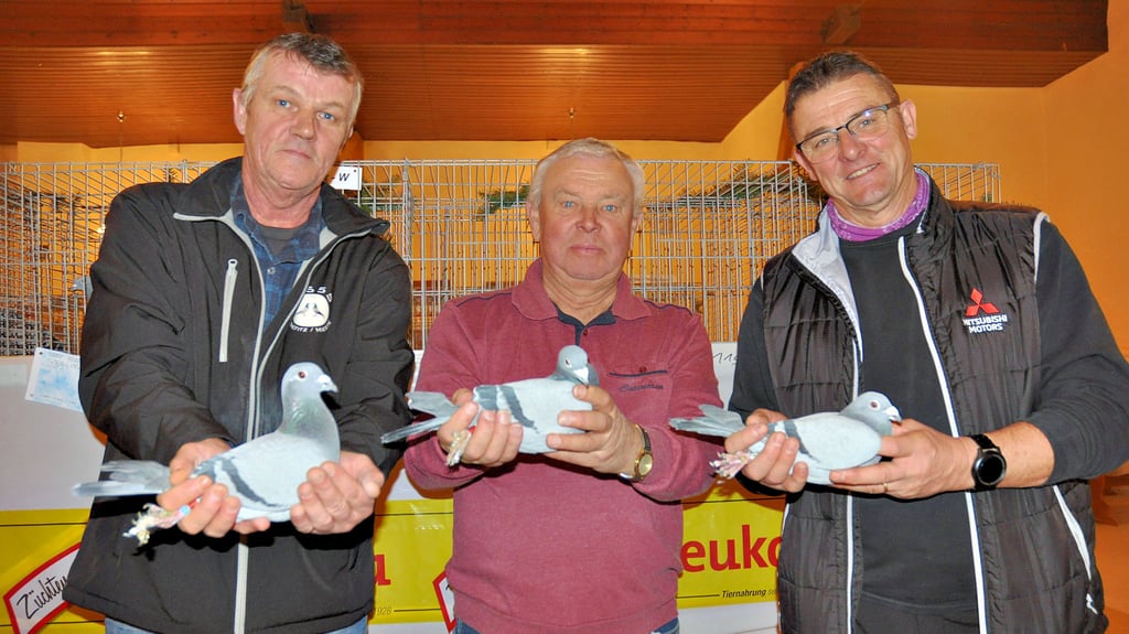Ausstellung: Züchter aus Gardelegen präsentieren 118 Brieftauben