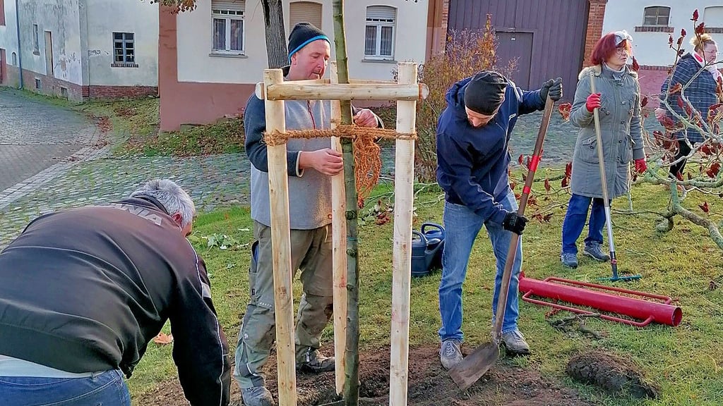 „Mein Baum für Frose“: So soll Seeland begrünt werden - Drei Spenden in ...