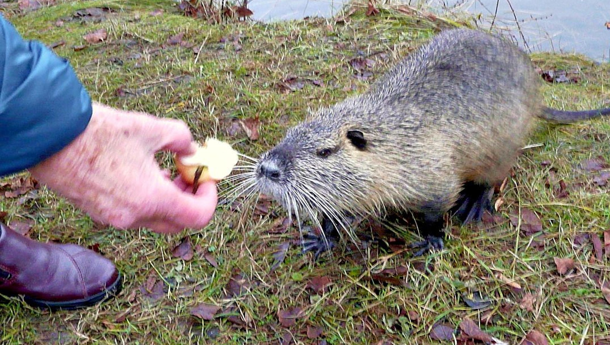 Nutria: Sind Nutria gefährlich? Nager sorgt für Aufsehen in Benneckenstein