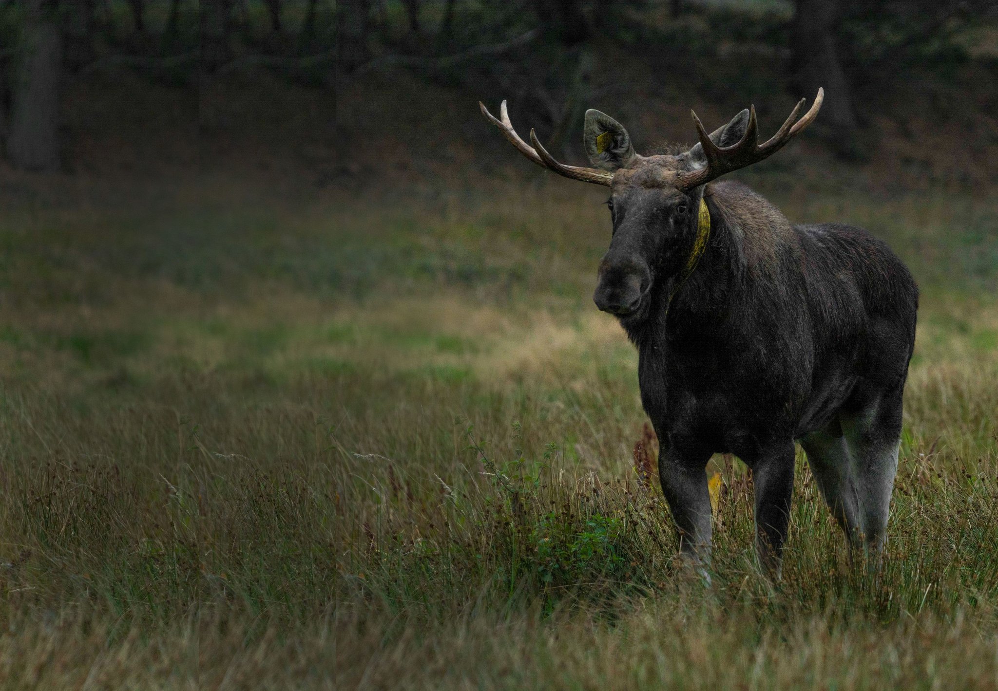 Wildtiere in Sachsen-Anhalt: Einziger Elch Deutschlands: Warum Bert auf ...