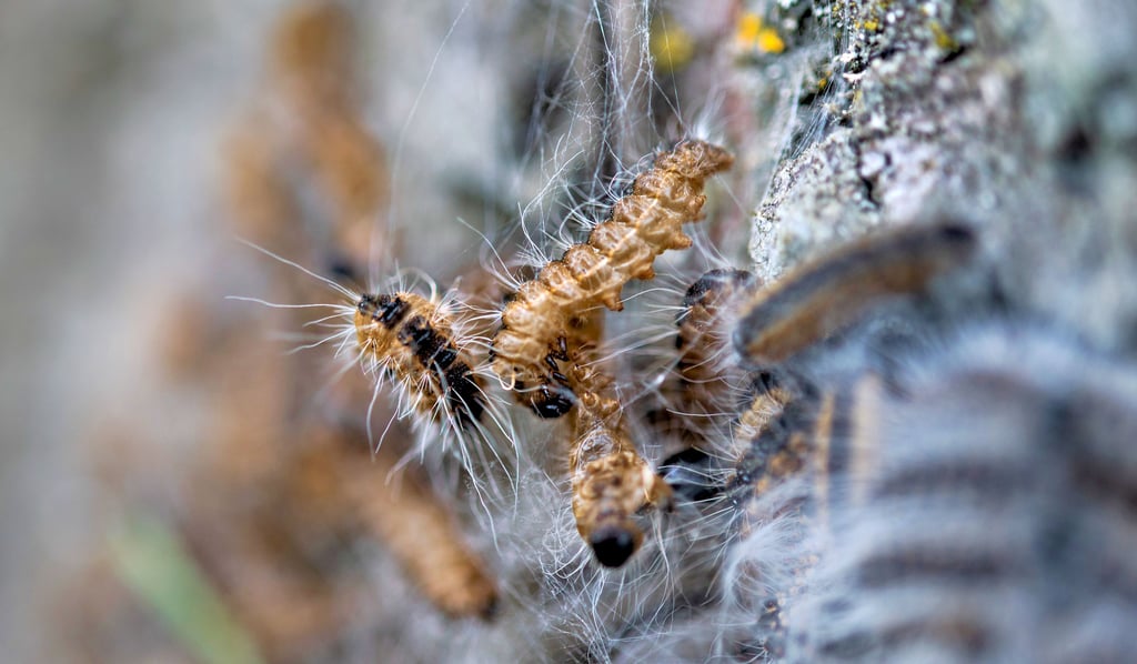 Eichenprozessionsspinner: Fiese Raupe in Buchhorst (Drömling) nicht ...