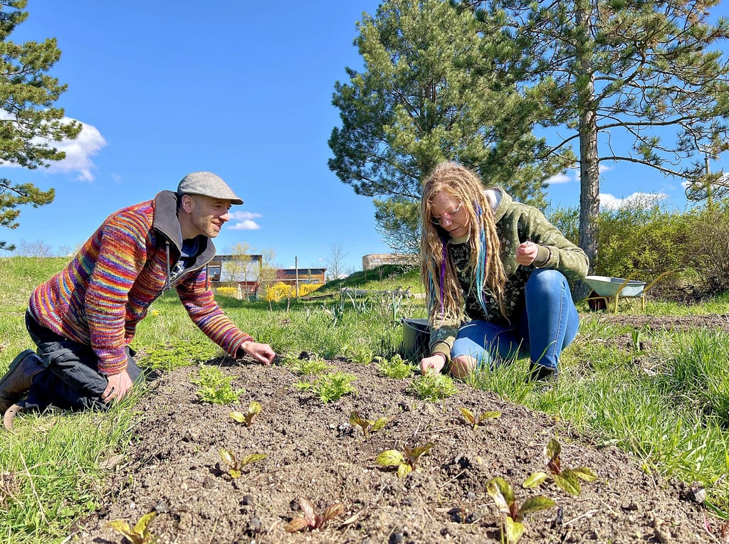 Alternative zum Gemüse aus dem Supermarkt: Ackern zwischen ...