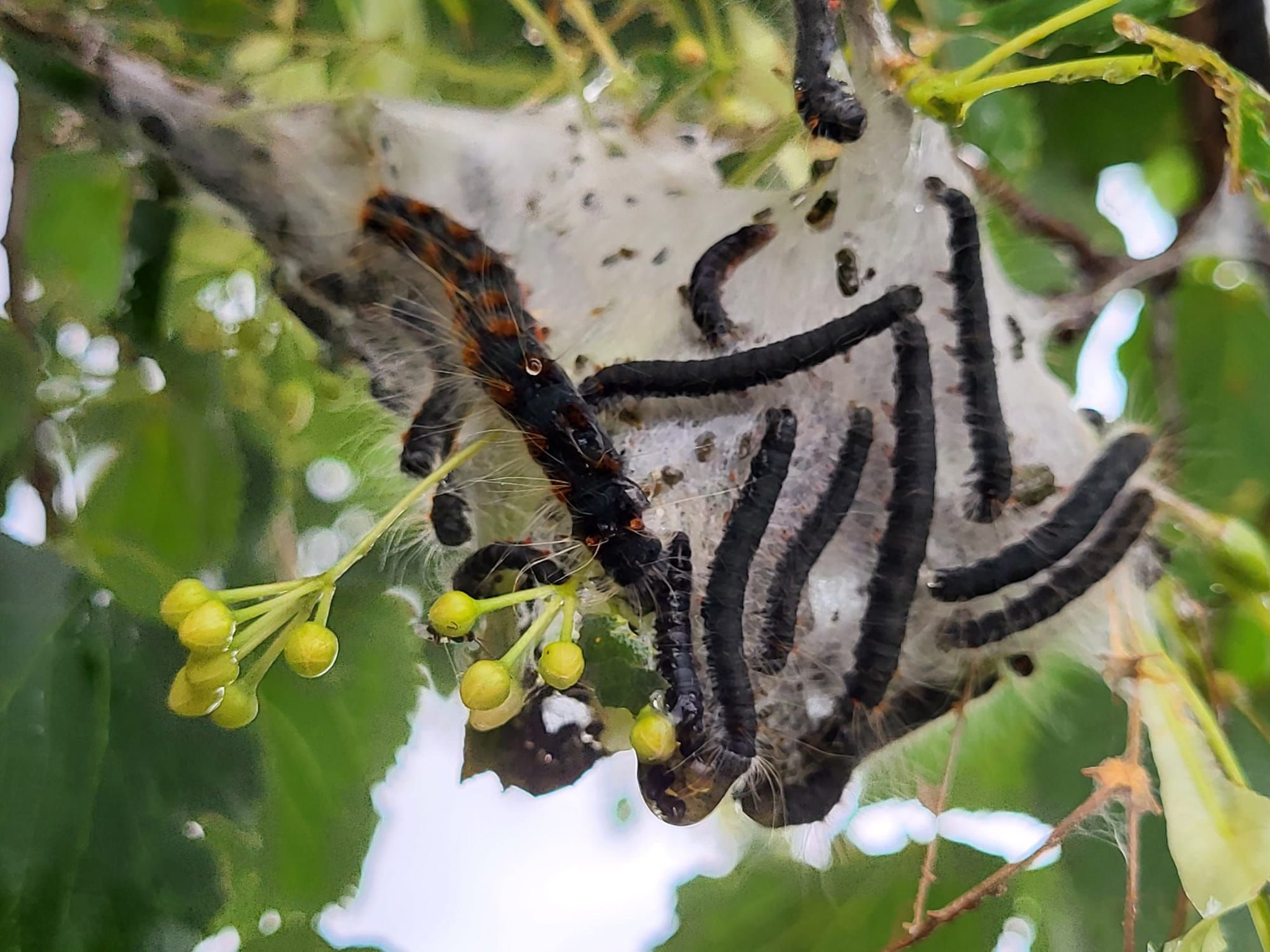 Befall mit Raupen des Goldafters: Höchste Vorsicht geboten - Jessen ...