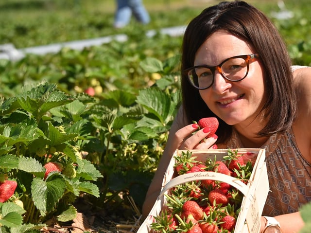 Video: Erdbeeren selbst pflücken - Einsatz auf einem Erdbeerfeld ...