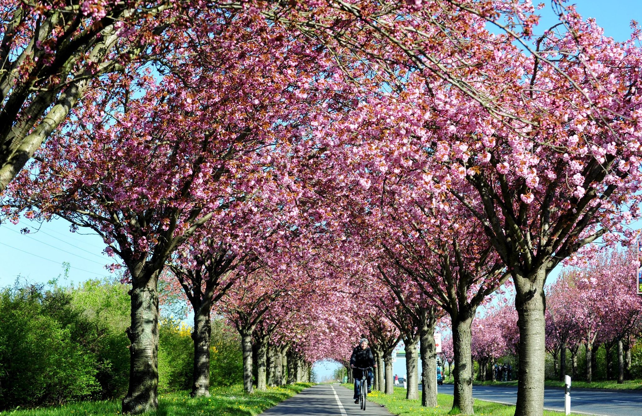 Ausflugsziel und Sakura-Fest: Magdeburg und die Kritik an Idee zur Kirschbaum-Allee