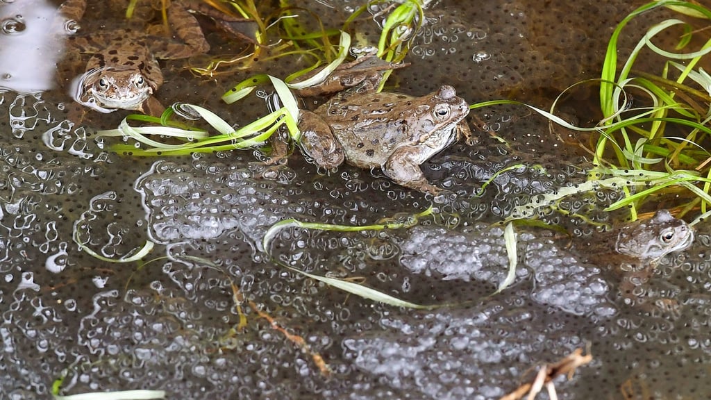Tiere: Wegen Trockenheit: Amphibien finden weniger Lebensräume