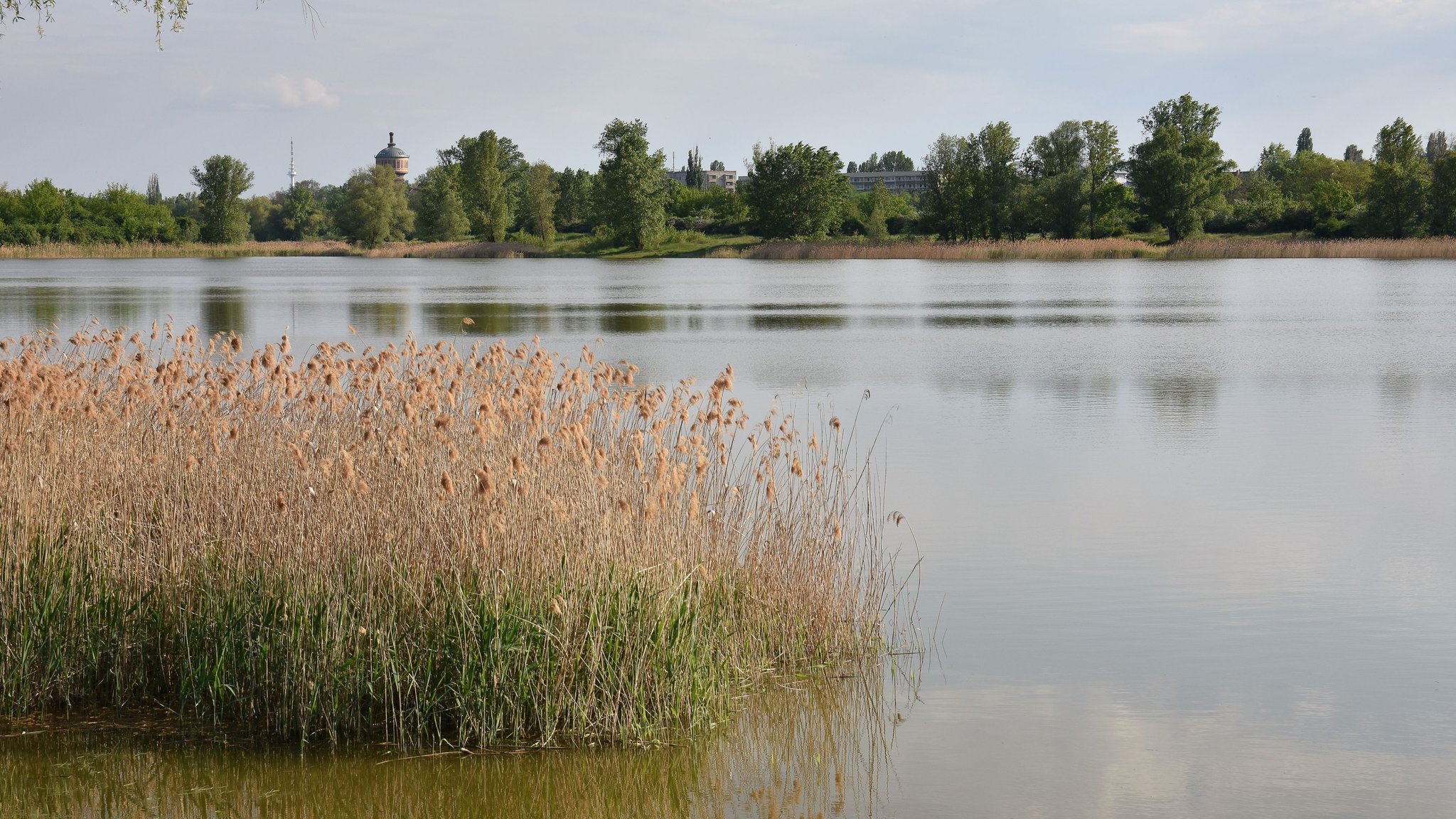 Wasserqualität in Magdeburg: Analyse von Elbe, Salbker See und Neustädter See