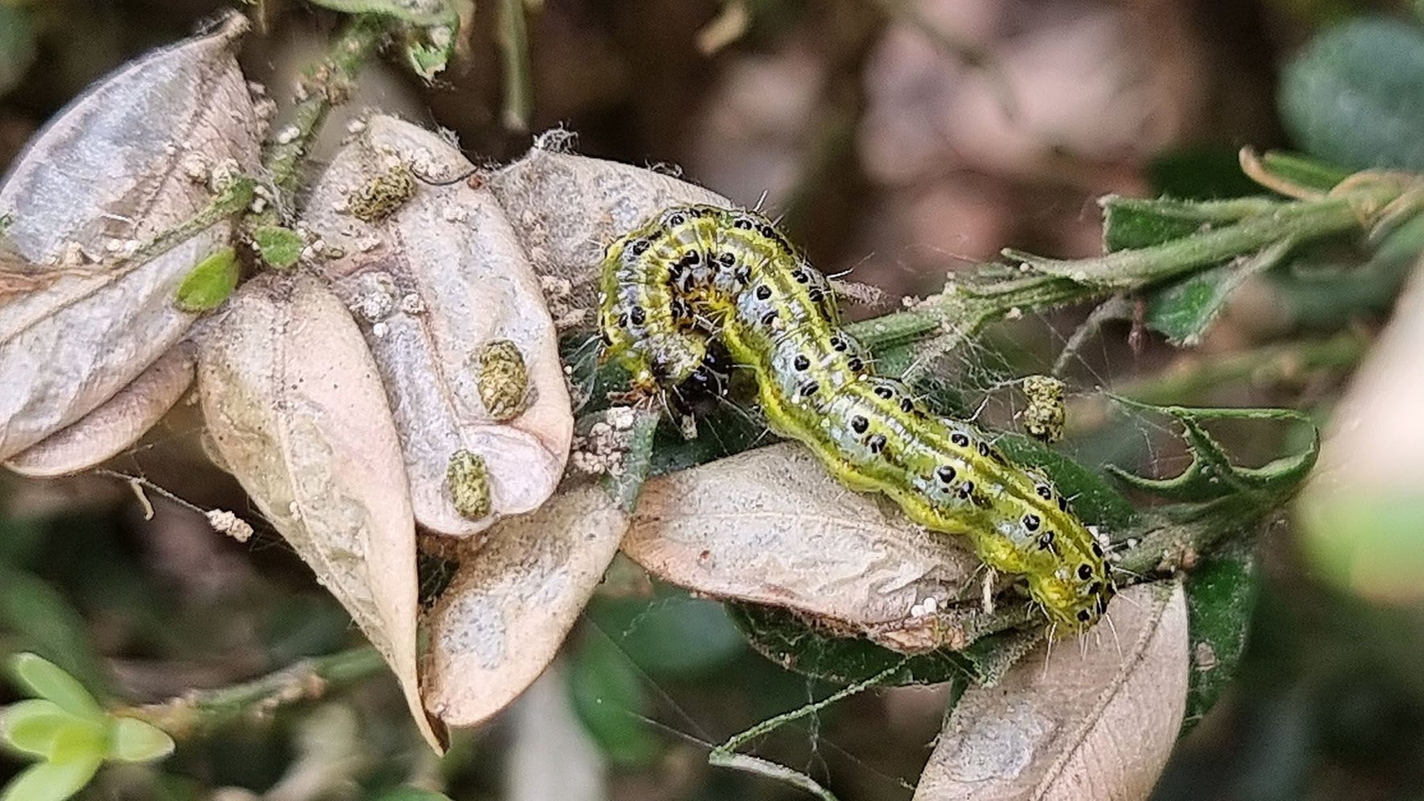 Raupen-Befall: Buchsbaumzünsler bekämpfen – Tipps und Hausmittel zur Entsorgung