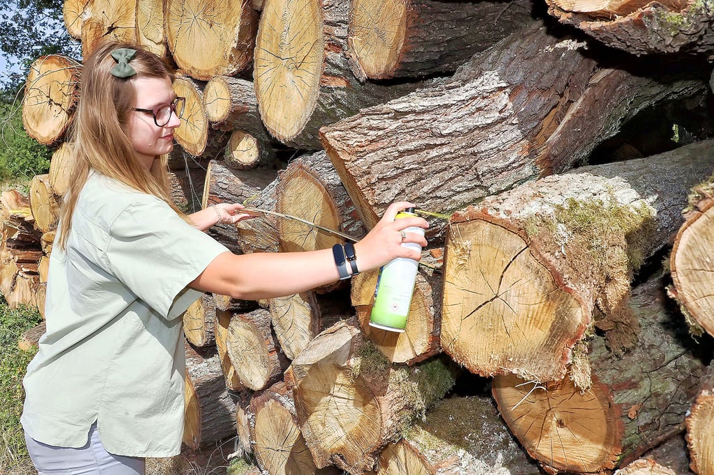 Arbeitsplatz unter Bäumen: Wie eine Försterin gegen das Waldsterben in Mansfeld-Südharz kämpft
