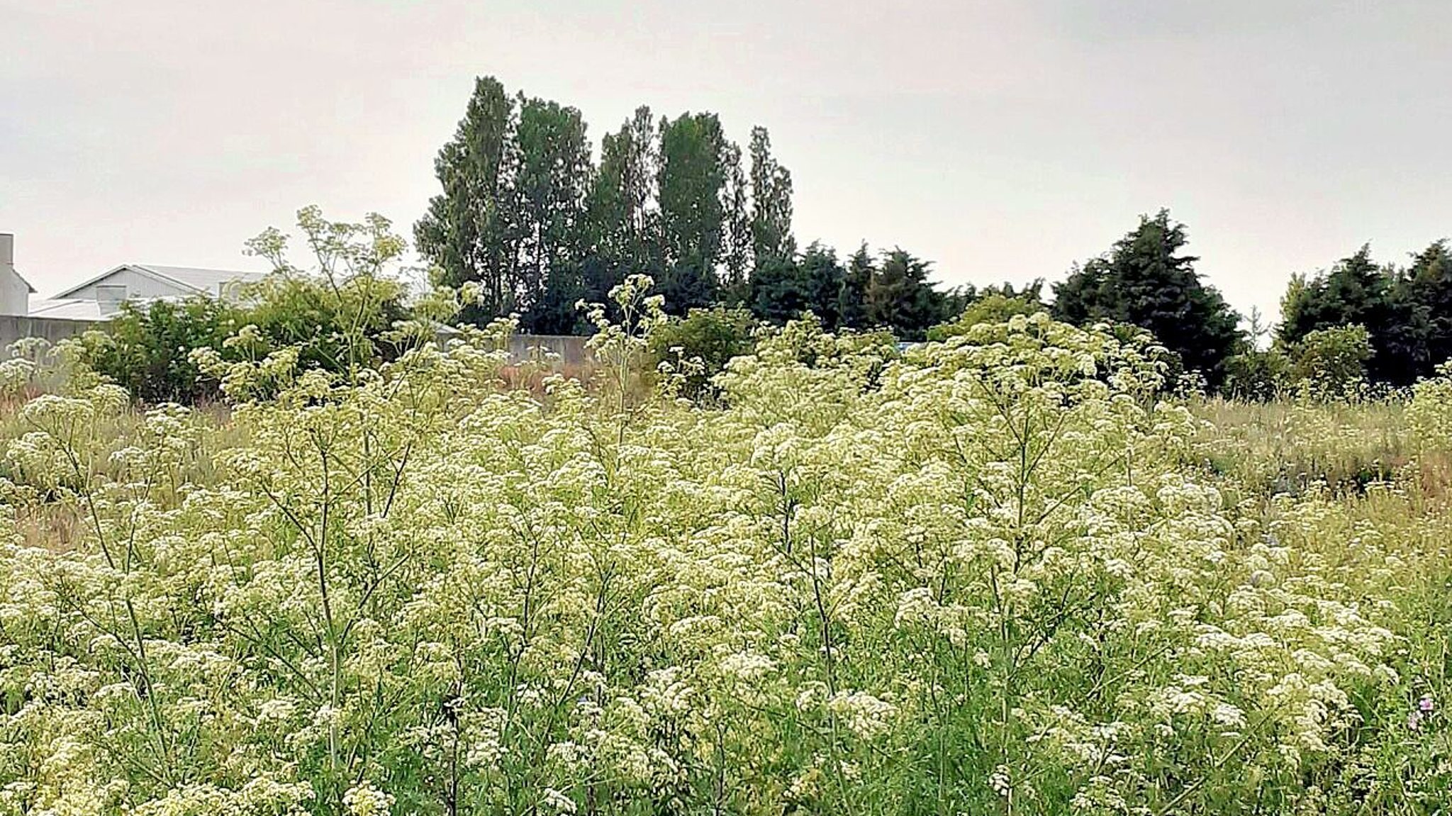 Gefleckter Schierling: Schon bei Berührung giftig - Symptome und ...