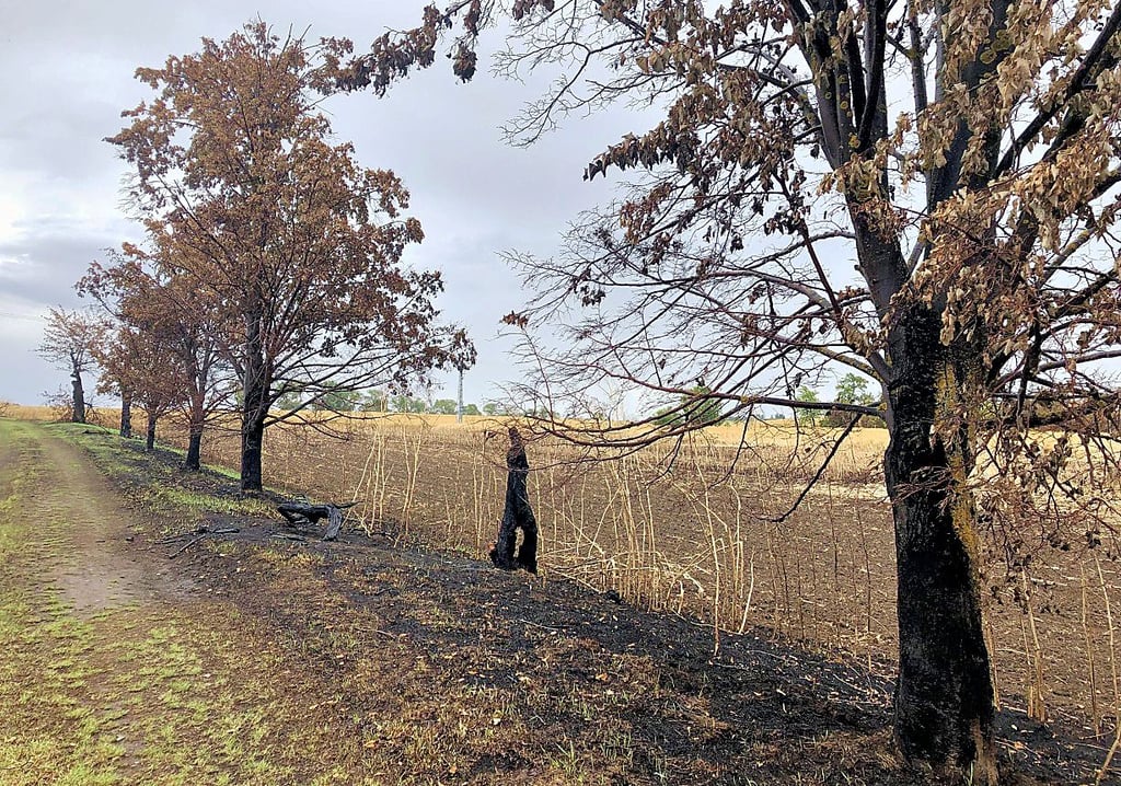 Feldbrände im Saalekreis: Bäume sind durch Feuer geschädigt ...