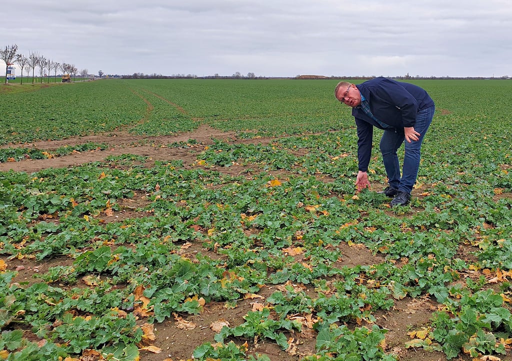 Sorge vor Frost ohne Schnee: Welche Folgen hat der milde Winter für ...