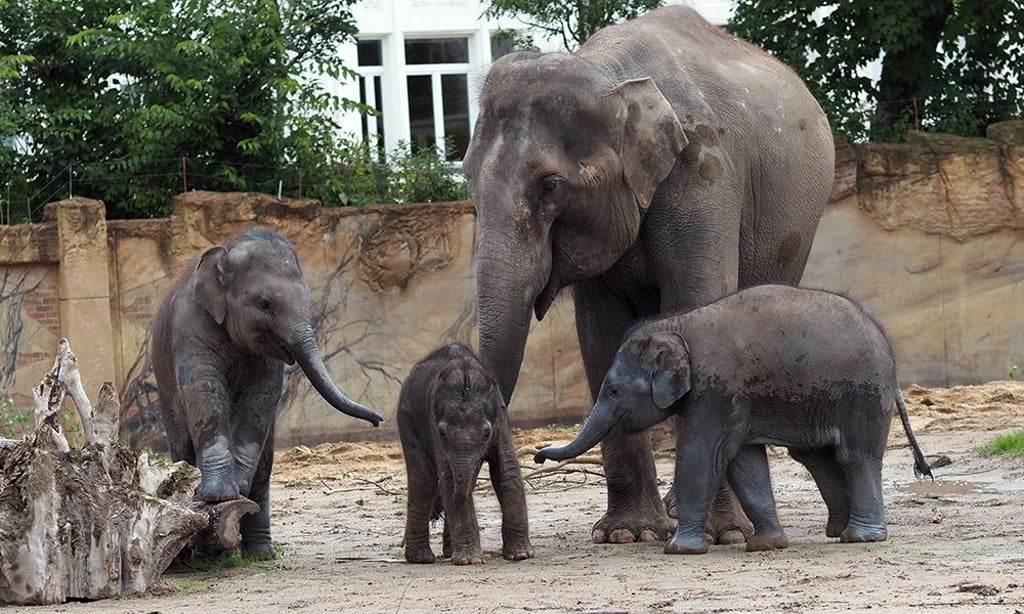Zoo Leipzig gibt Update zum Mini-Elefanten - Rüsseltier zehn Tage alt