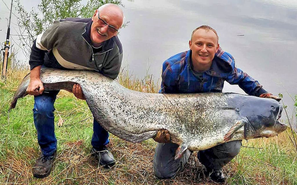 Angler holt Riesenwels aus der Saale - David Schönburg macht Fang des ...