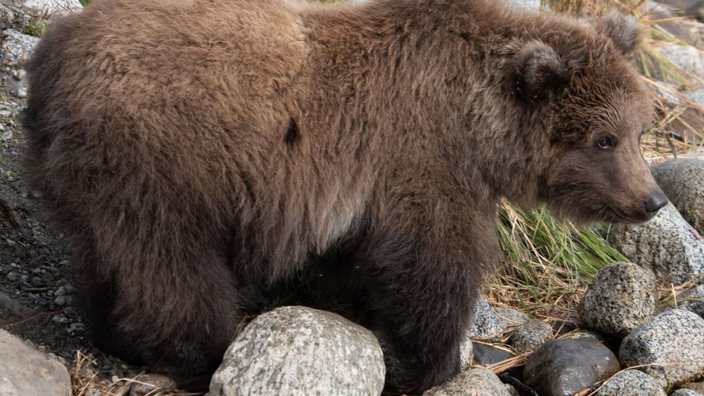 Alaska: „Fat Bear“-Wahl: Pummeliger Jungbär nimmt erste Hürde