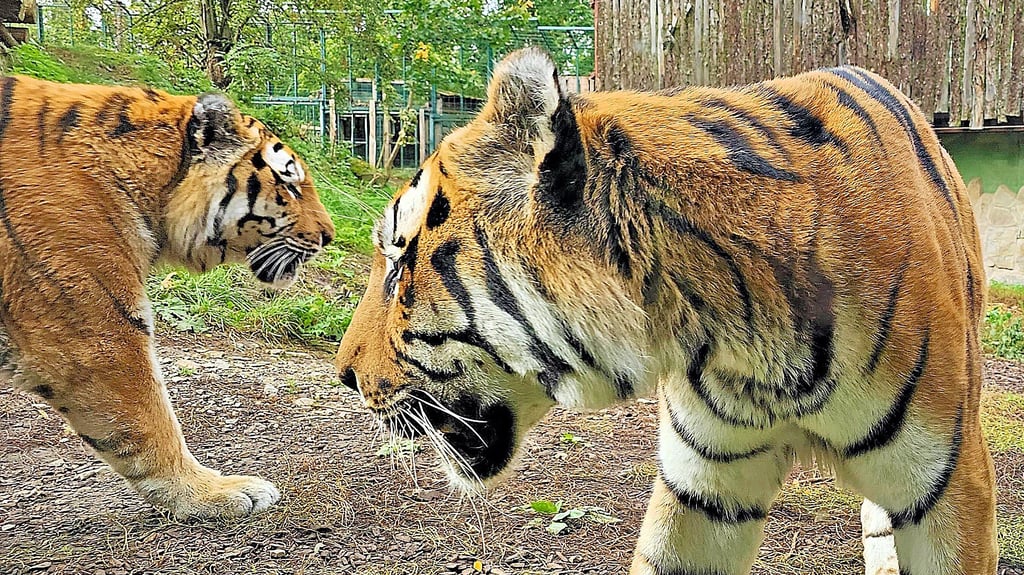 Tiger stehen im Mittelpunkt: Was die Besucher beim Ascherslebener ...