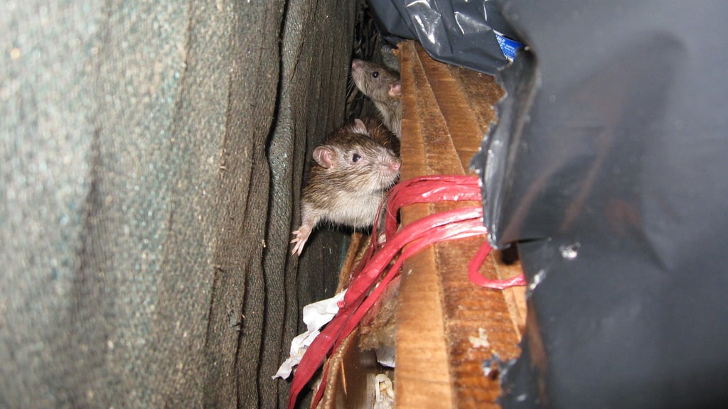 Rattenplage Sachsen-Anhalt: Ursachen und Maßnahmen zur Bekämpfung von ...