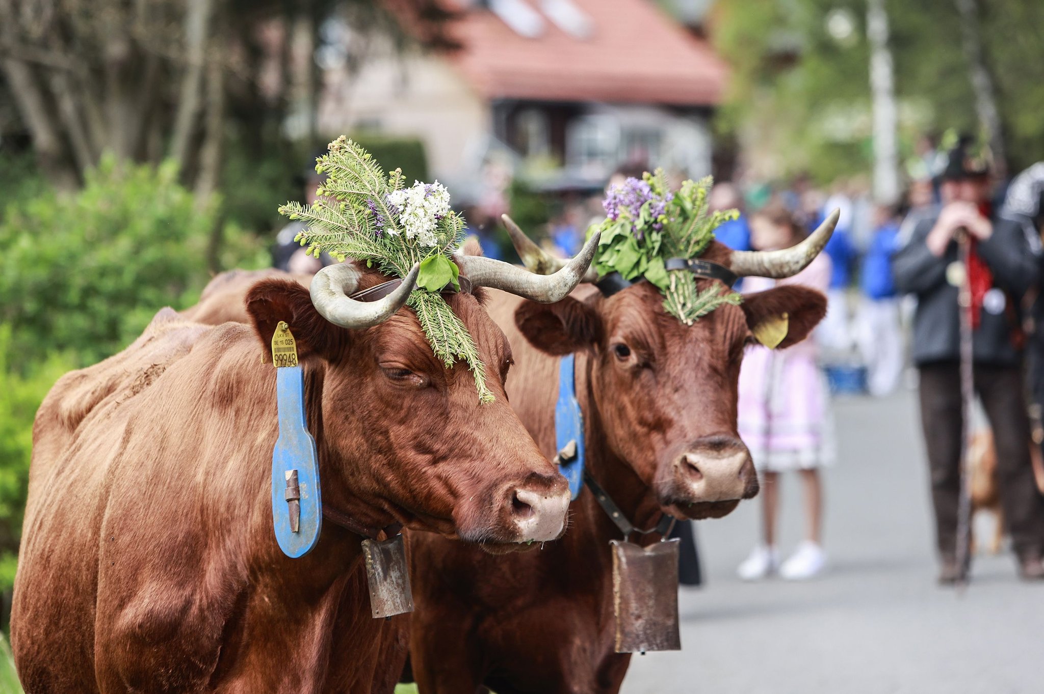 Bräuche: Von Kuhball bis Finkenmanöver: Tierische Traditionen im Land