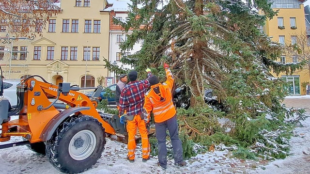 Lädierte Fichte: Warum die Bauhofmitarbeiter sich am Weihnachtsbaum in Hettstedt zu schaffen machen