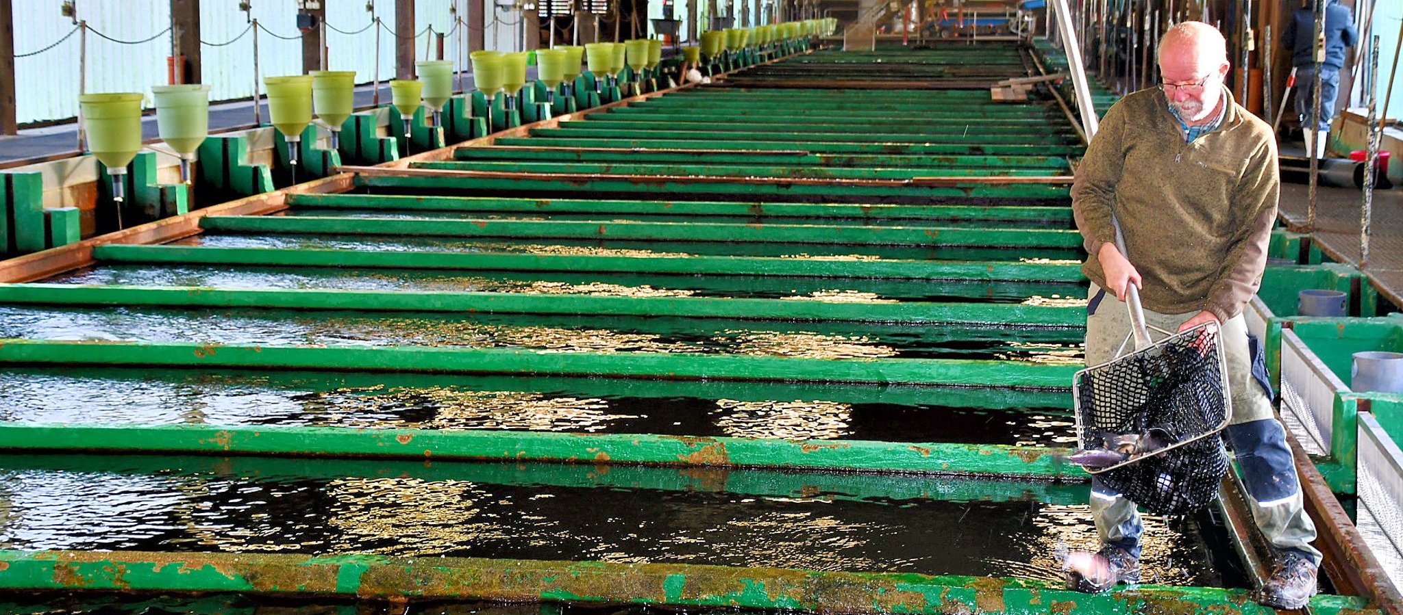 Bis fast auf den Teller: Forellenzucht im Harz: Der Weg von der Zucht bis zum Verkauf der Fische