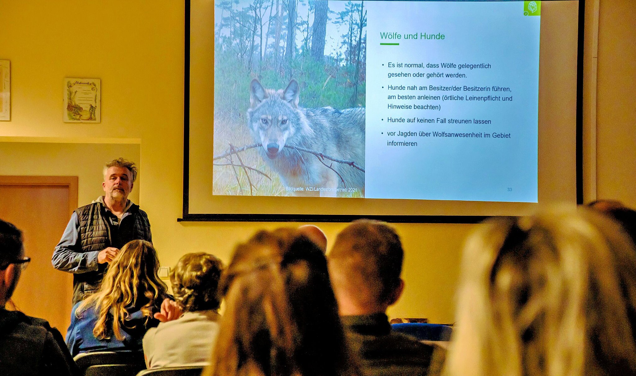Kranker Wolf im LK Wittenberg unterwegs: Das soll mit dem Welpen passieren