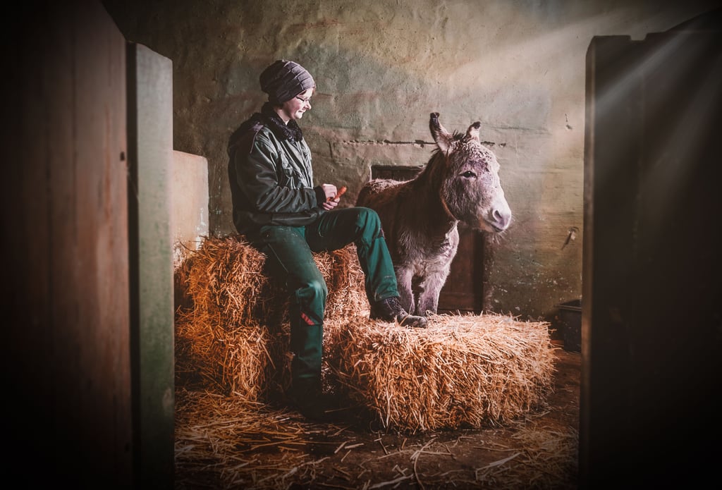 Weihnachten in Sachsen-Anhalt: Christbäume für das Affengehege: So ...