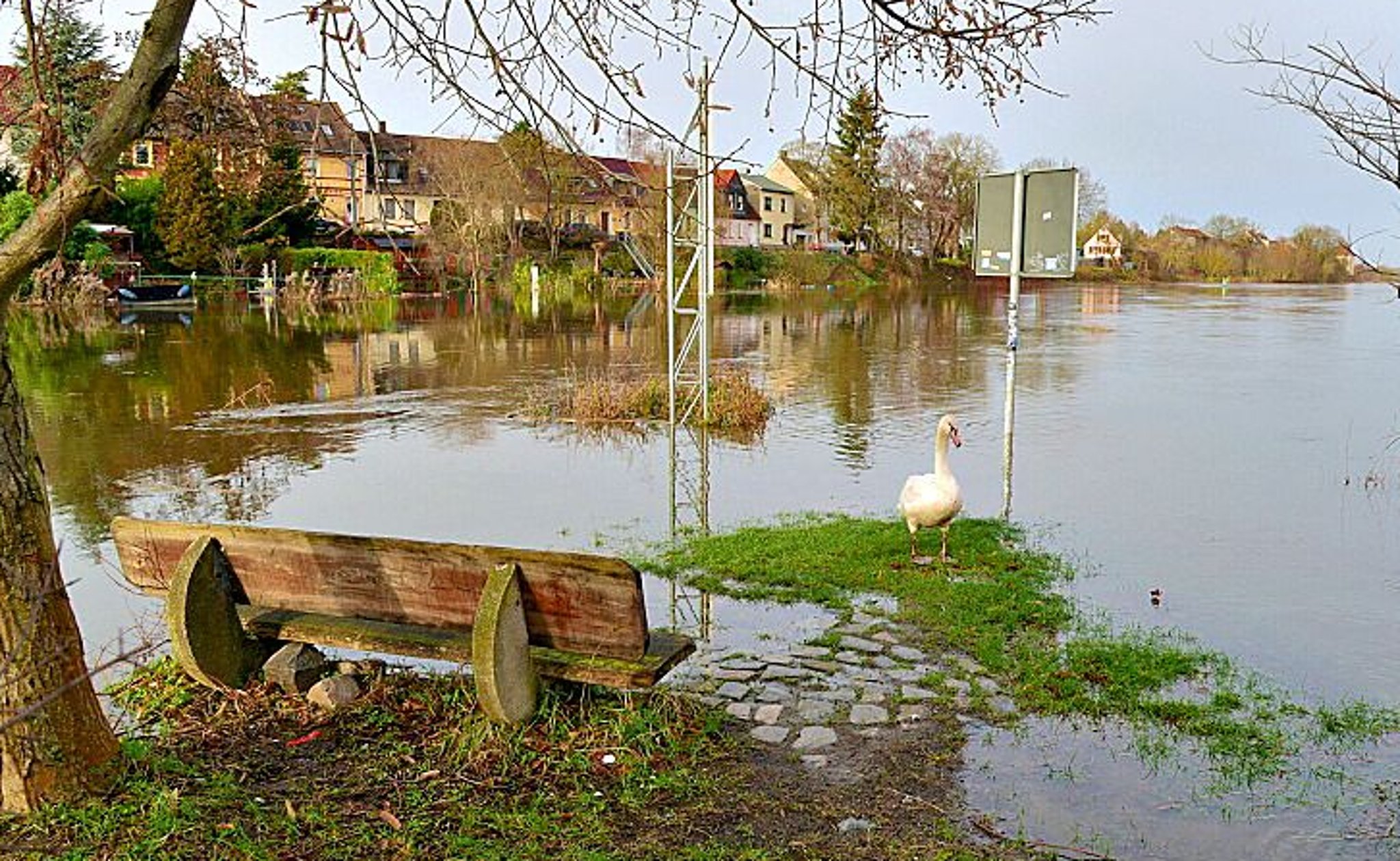 Saale nach dem Scheitel: Wieso die Pegel bei Bernburg und Nienburg ...