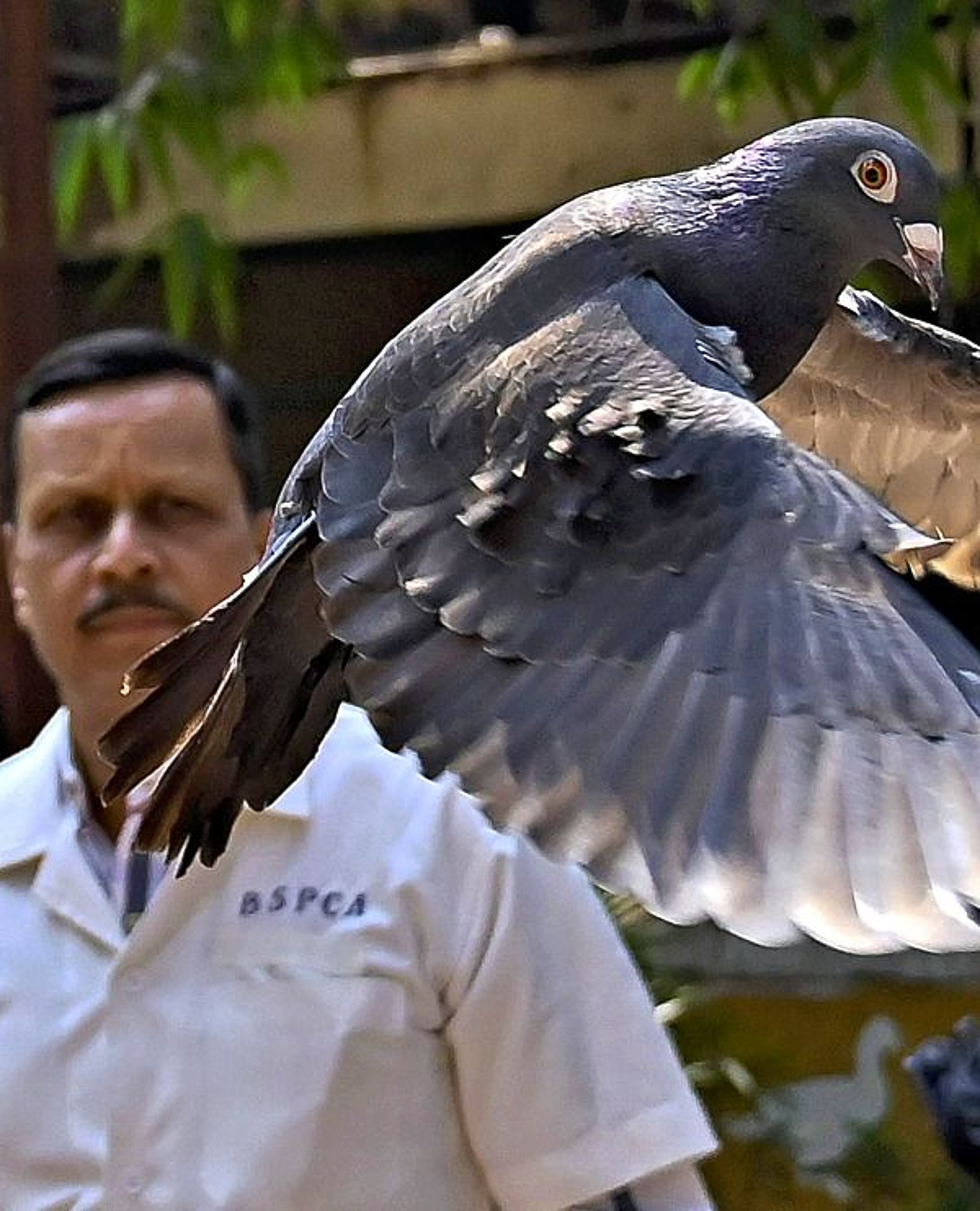 Aufgespießt: Taube als China-Spion verhaftet