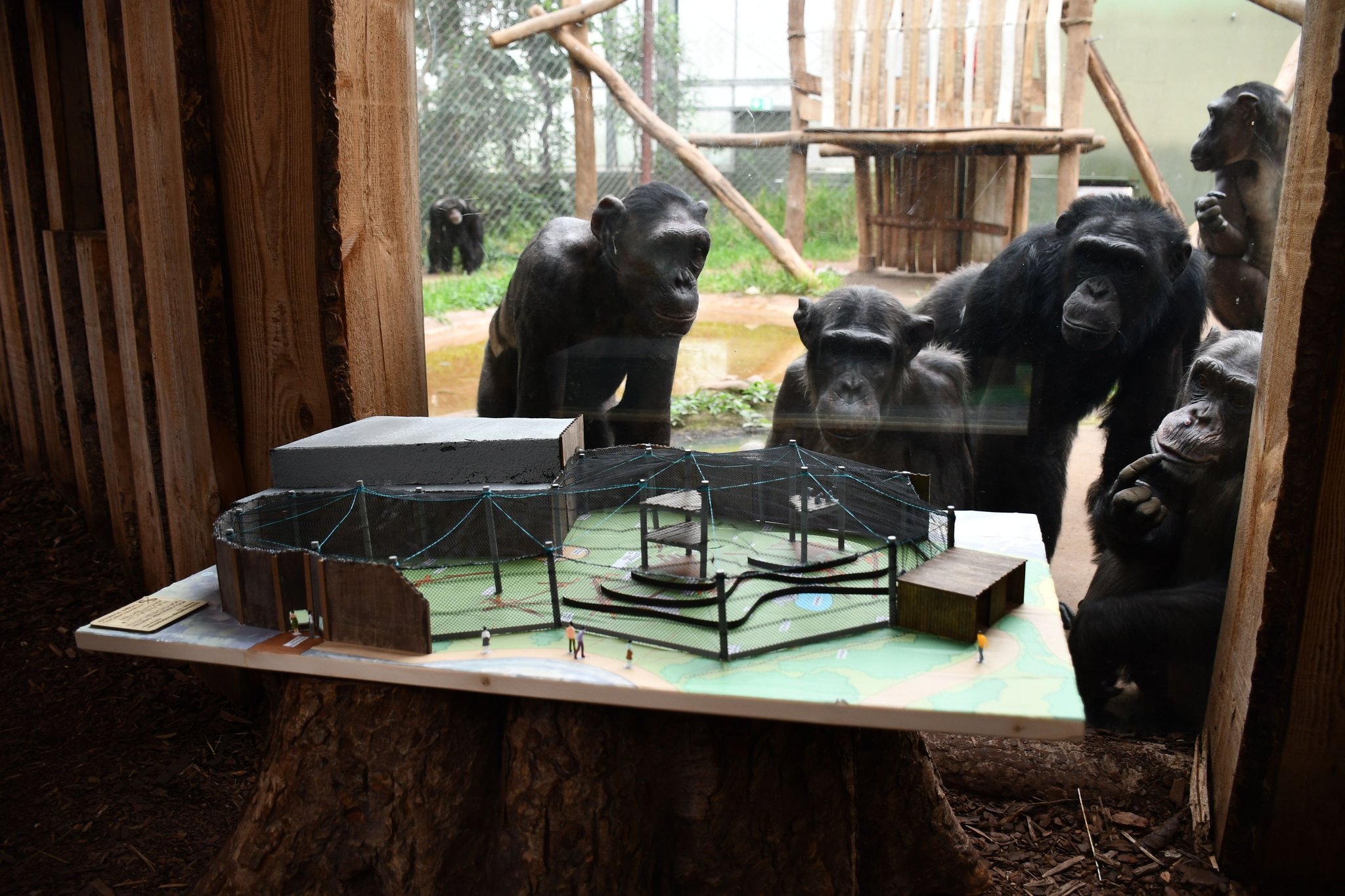 Zoo Magdeburg: Schimpansen bekommen neue Außenanlage - Hoffnung auf ...