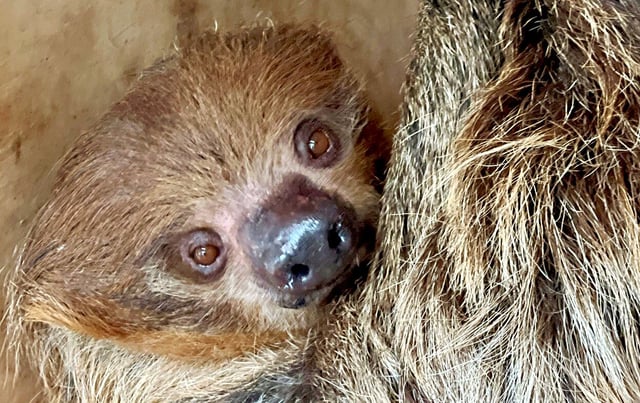 Tiergarten Bernburg: Faultiere zu Ostern für Besucher zu sehen - Video