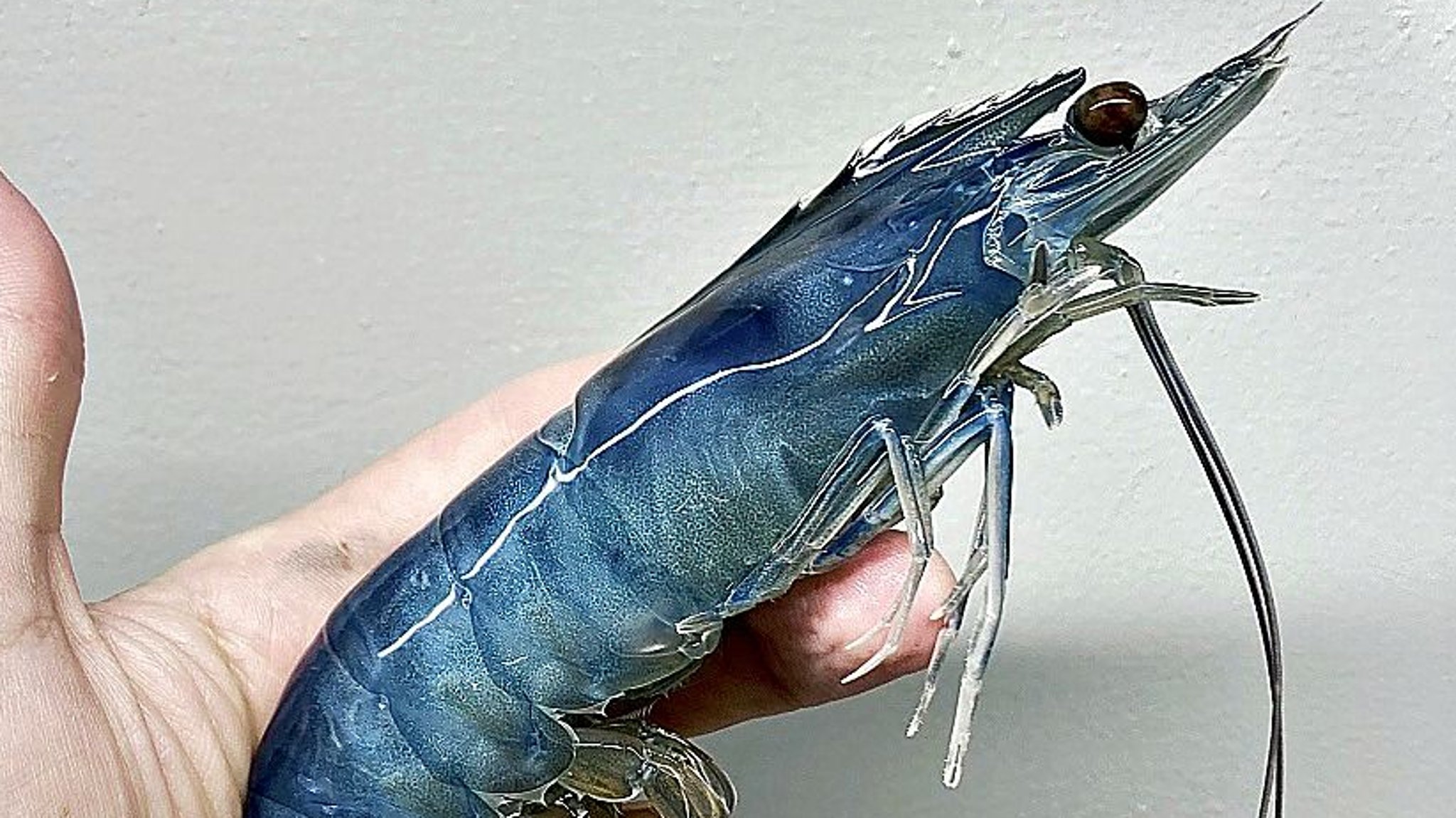 Gamba Zamba: Aquapurna plant Europas größte Indoor-Garnelenzucht im ...