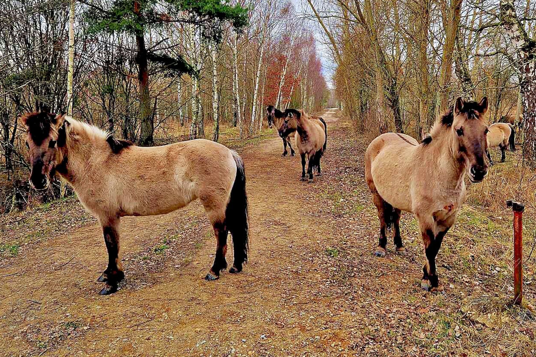 Natur im Burgenlandkreis: Es könnte tödlich enden: Wildpferde im ...