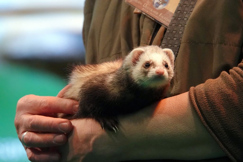 Großbritannien: 20 Tiere bei Einbruch getötet: Strafe für Kinder in London