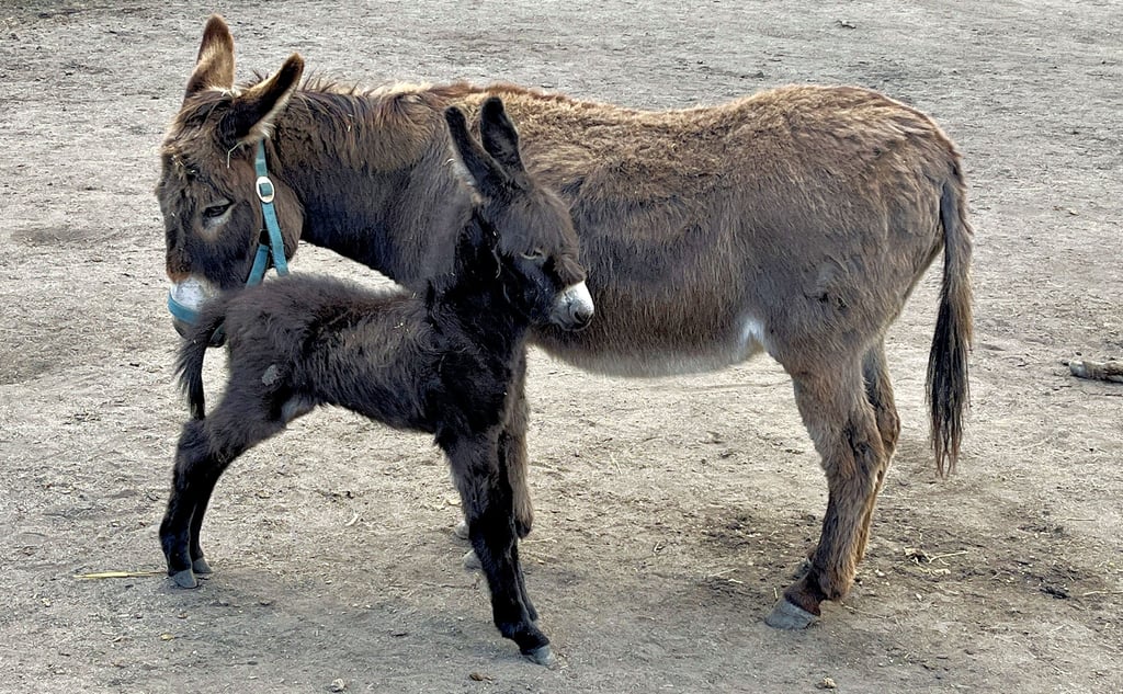 Freude über Nachwuchs: Maik ist da - Neugeborener Esel erobert die Herzen im Tiergehege Greppin