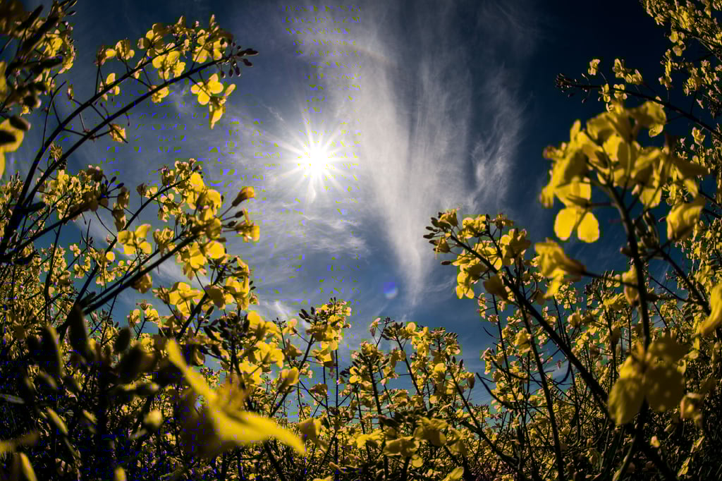 Klimaschutz in der Stadt Südliches Anhalt: Bürger sind gefragt: Ideen ...