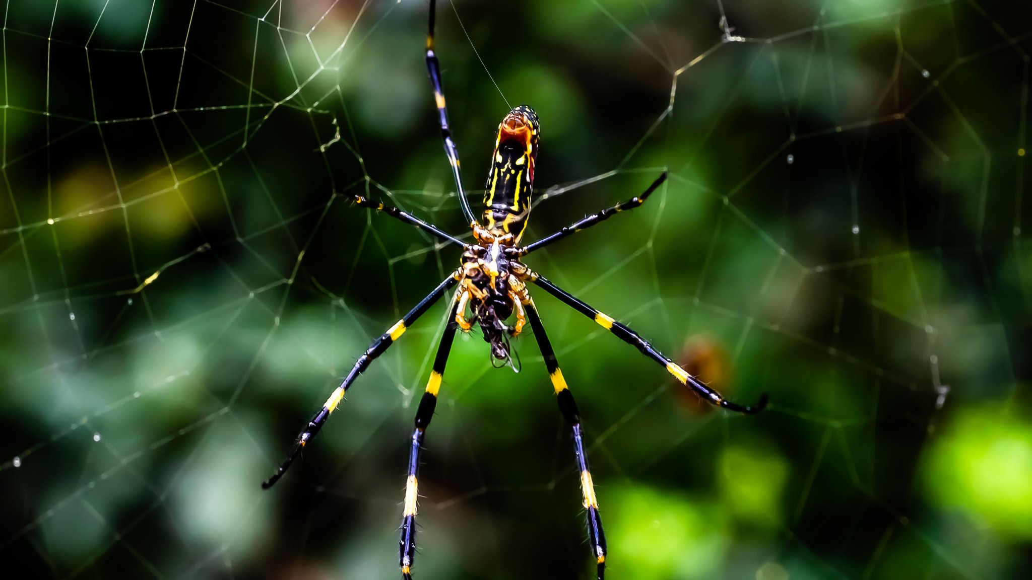Riesige fliegende Spinnen? Jorō-Gumo-Spinne aus Südostasien breitet ...