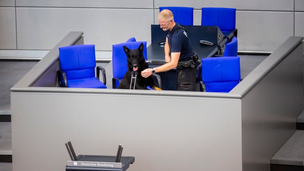 Rede im Bundestag: BSW bleibt Selenskyj-Rede fern - AfD empfiehlt ähnliches