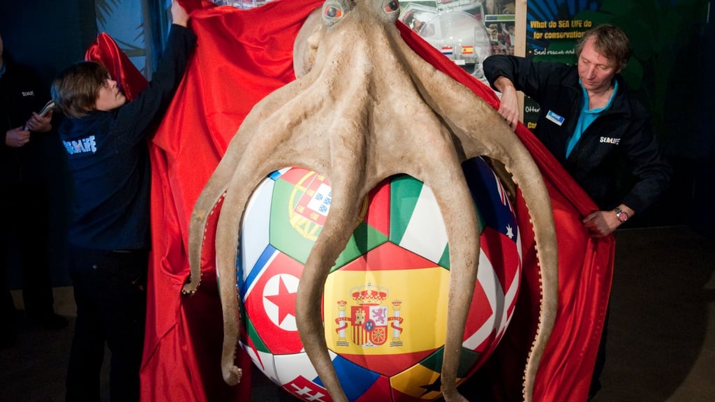 EURO 2024: Berühmtes Orakel: Krake Paul auch Jahre nach Tod beliebt