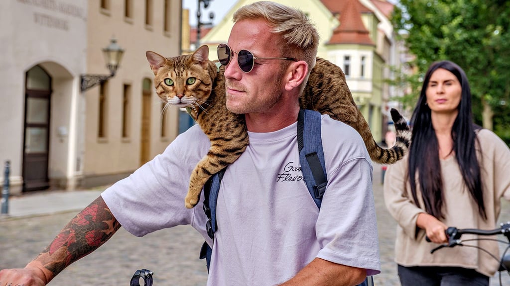 Internet-Star aus Wittenberg: Savannah-Katze Cosimo ist Influencer auf ...
