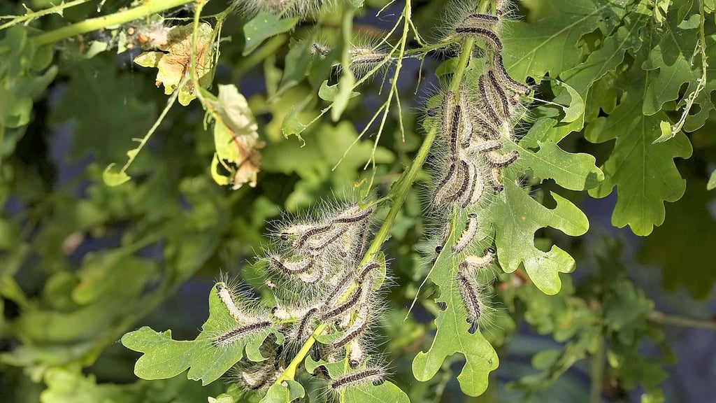 Umwelt: Wie gefährlich sind die Eichenprozessionsspinner?