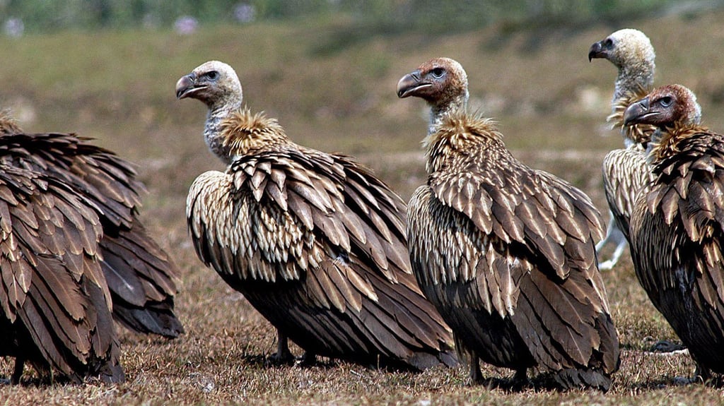 Lebensretter: Als die Geier starben, starben auch Menschen