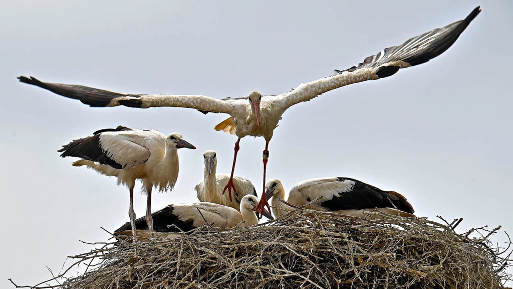 Störche wieder vereint: Happy End: Aus dem Nest gefallener Froser ...
