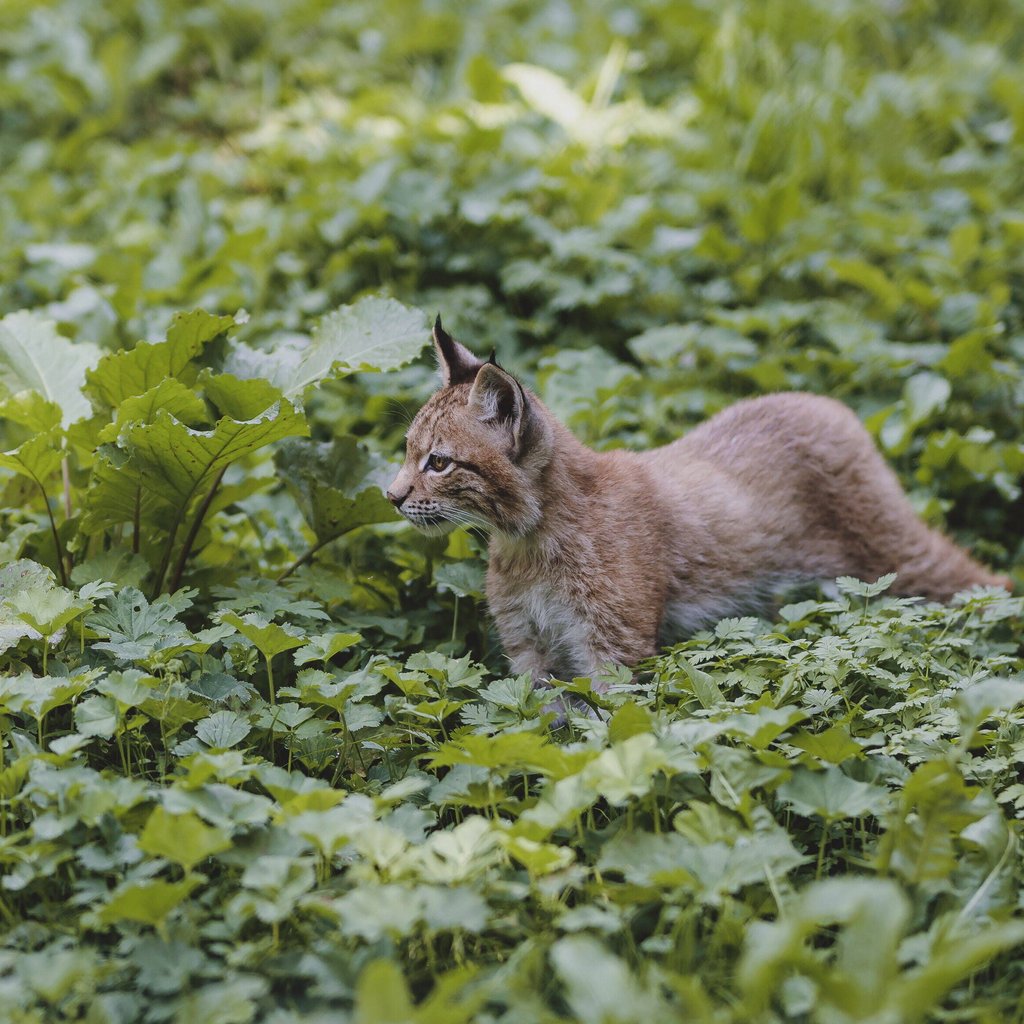 Süß! Erster Luchs-Nachwuchs 2024 im Harz: Hier streunen die Baby-Tiere ...