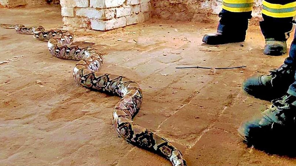 Python-Drama 2021 in Haldensleben: Wer muss zahlen?