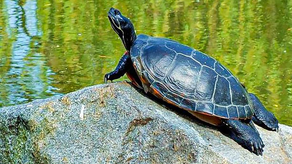 Exotisches Tier in Gardelegen: Schildkröte lässt sich nicht fangen