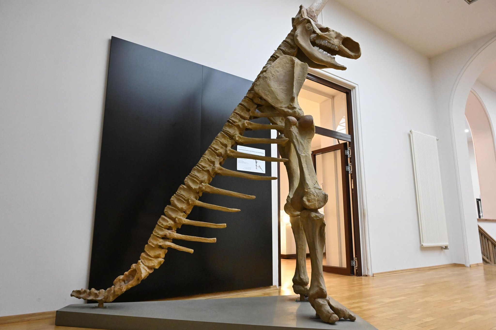 Beitrag in TV-Show: Skurriles Skelett: Magdeburger Guericke-Einhorn wird zum Fernsehstar