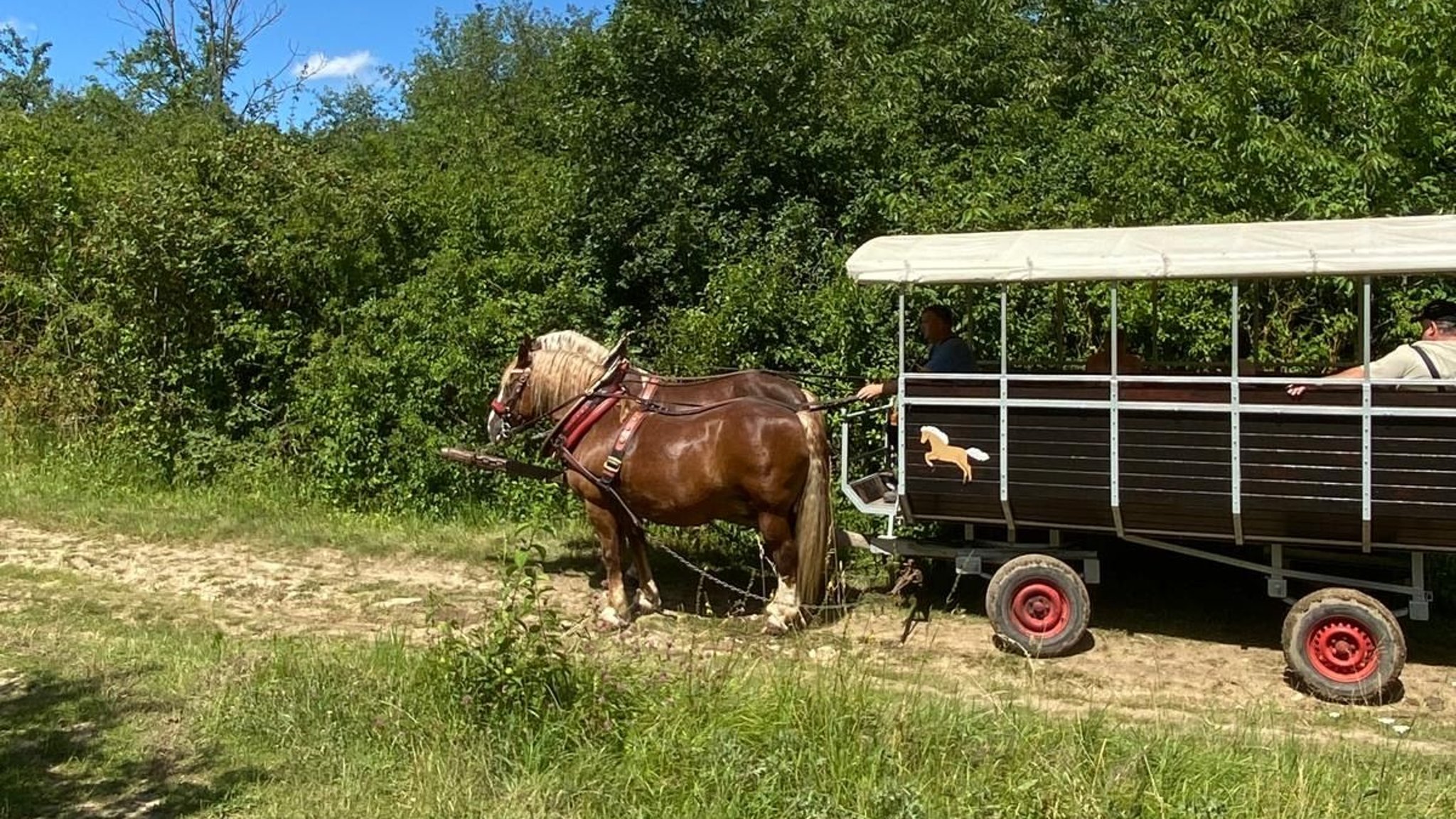 Frühlingsausflug in den Harz: Für Pferde- und Naturfans: Mit dem ...