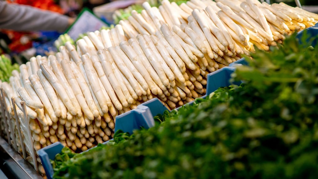 Agrar: Spargelsaison steht vor dem Start - Erste Stangen im Handel