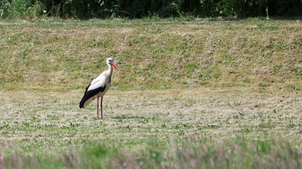 Tierisches: Anhaltende Trockenheit macht Hamburgs Störchen zu schaffen